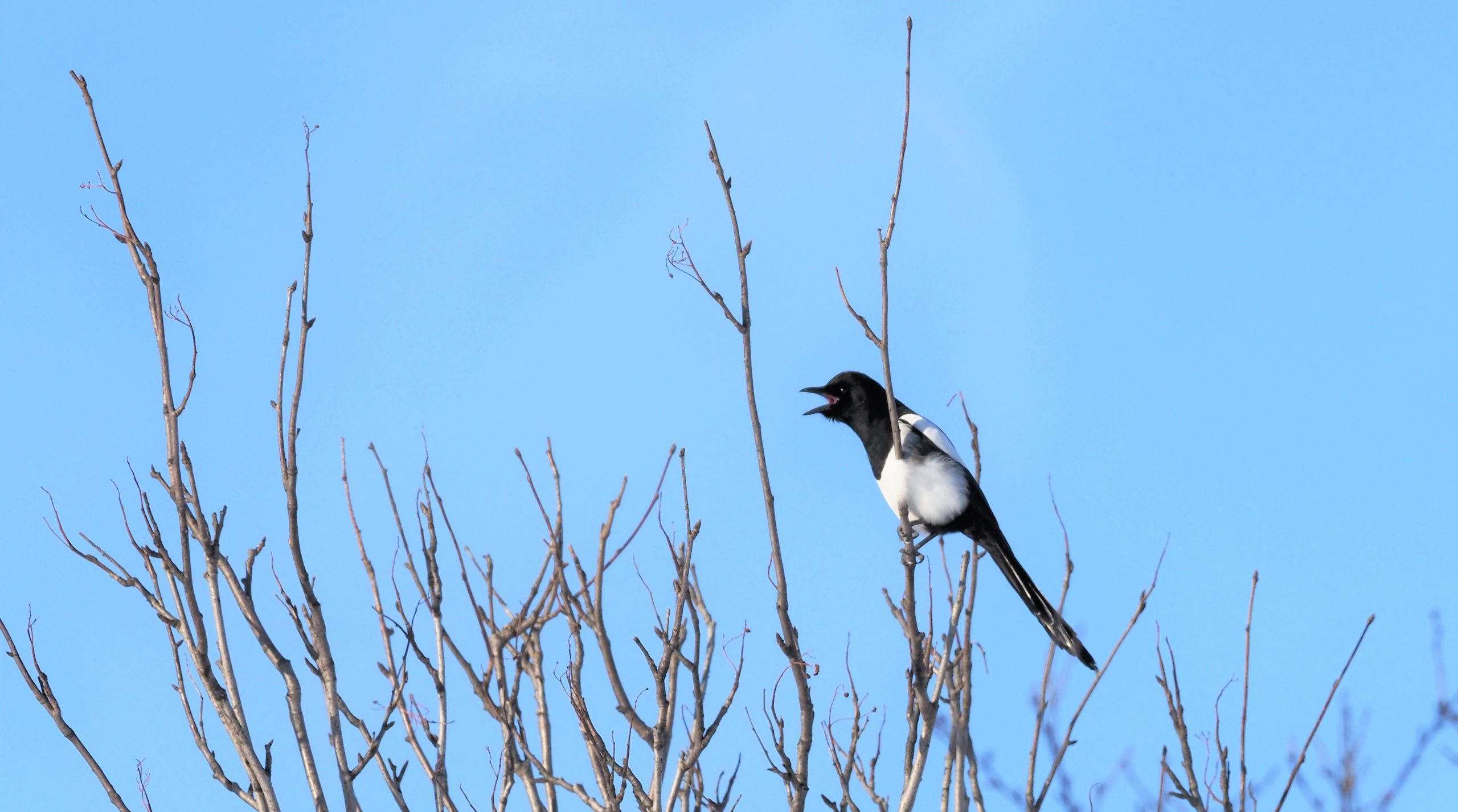 Harakka - Ruijan Kaiku