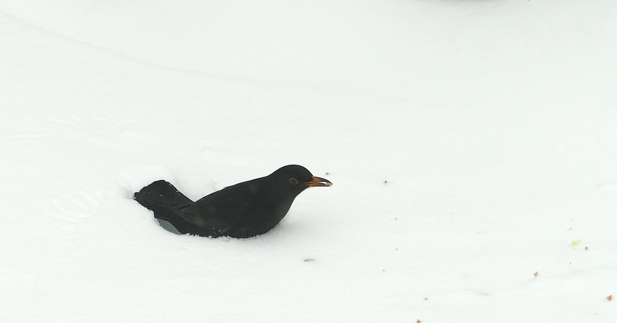 Mustarastas - Ruijan Kaiku