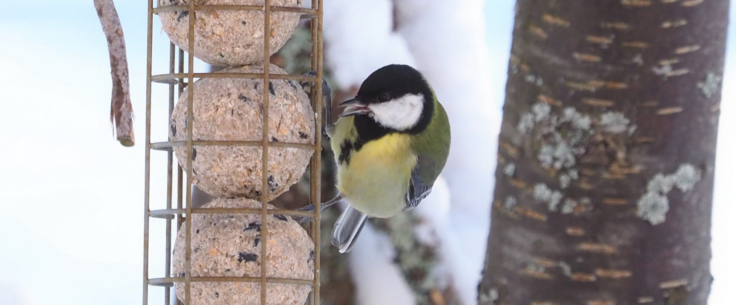 Talitiainen - Ruijan Kaiku
