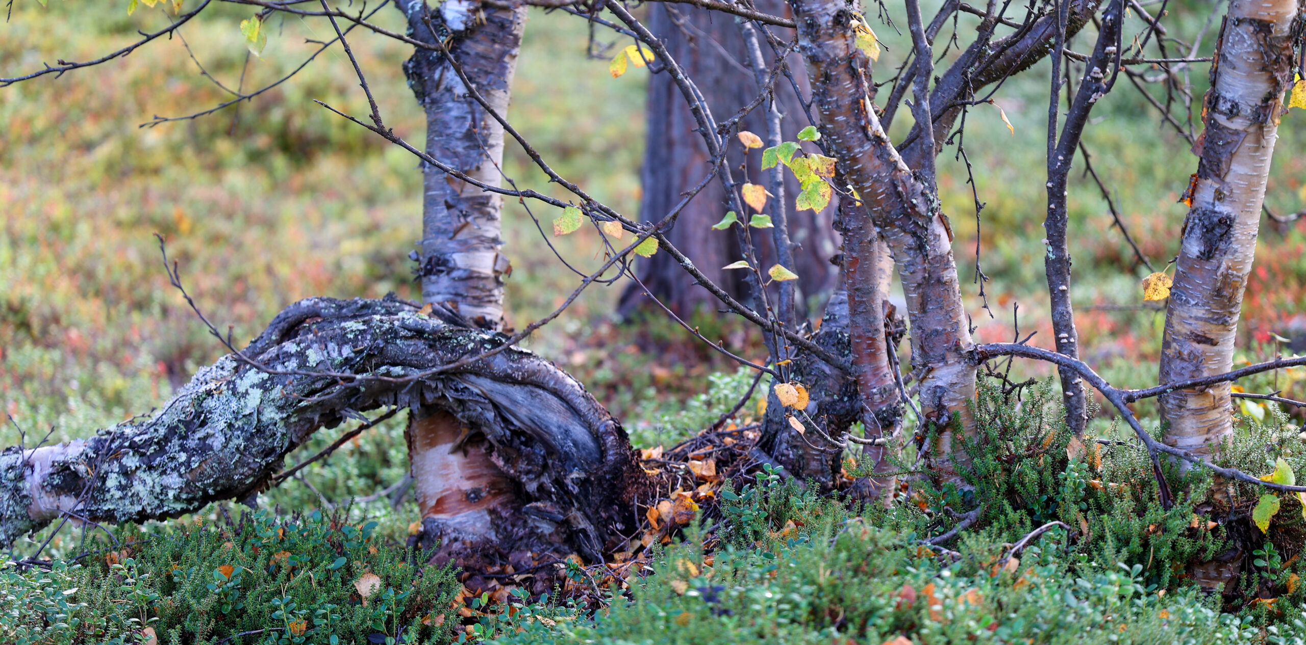 Leserinnlegg: SYKSYN MASENNUS? - Ruijan Kaiku